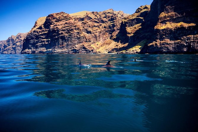 5 hrs. Watching and listening whales and dolphins visiting Los Gigantes - Key Points