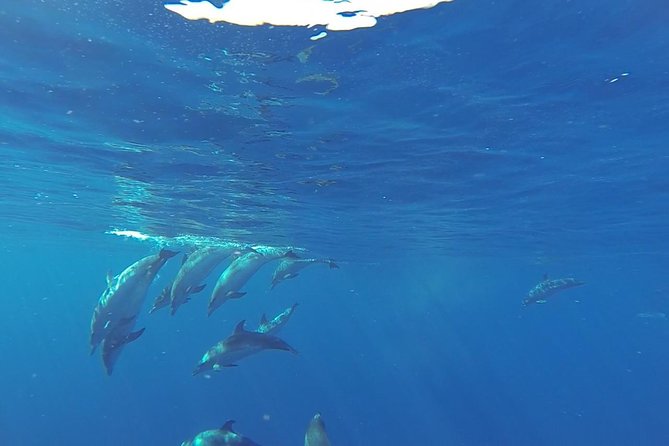 Dolphin and Whale Cruise in Puerto Rico, Gran Canaria - Exploring the Experience