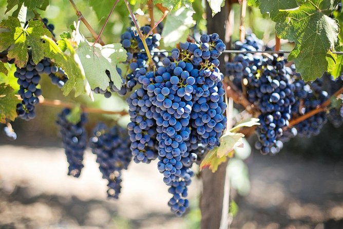 Etna Wineries Tour - A Closer Look at the Etna Wineries Tour