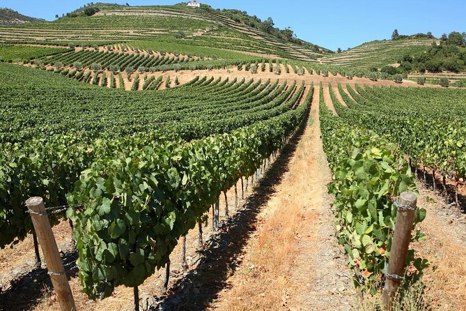 Exclusive Douro Valley: Visit 3 Wineries, 9 Wine Tastings & Lunch - Discovering the Douro Valley: What the Tour Offers
