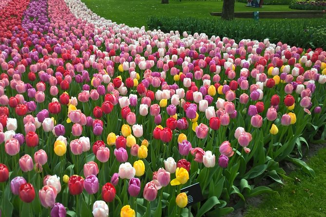 Keukenhof's Tulips and Windmills Small-Group Tour from Amsterdam - The Experience in Detail