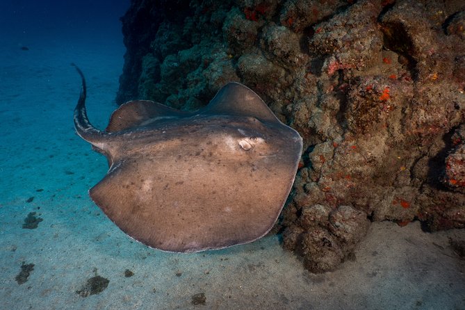 PADI Open Water course in Playa de las Americas - Authentic Experiences and Traveler Feedback