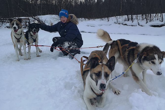 Privat sled trip with husky in the alta valley - Key Points