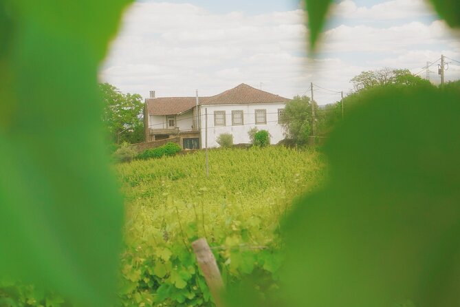 Private Douro Valley Tour with Lunch & Wines - The Value of a Personal Guided Tour