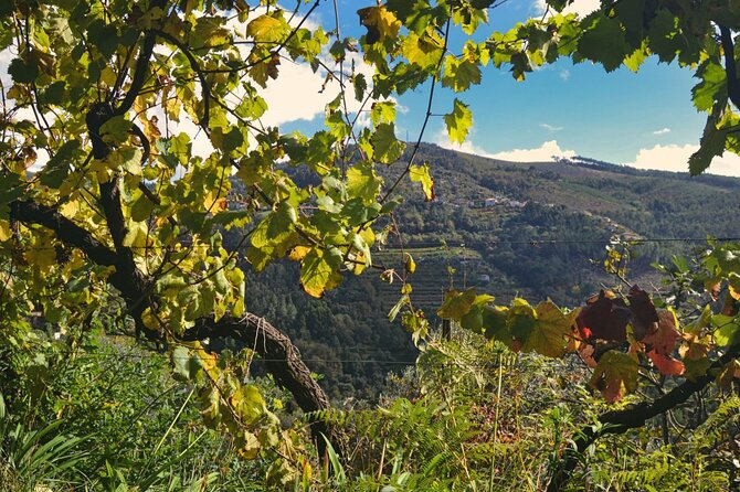 Private Vinho Verde Region Wine Tour from Porto Including Lunch - Exploring the Vinho Verde Region: What You Can Expect