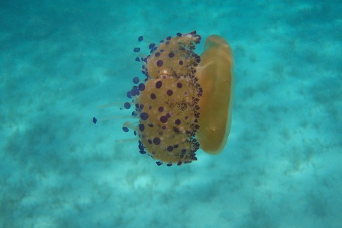 Scuba Diving in Naxos by Bluefindivers - Dive in Greece - Amazing Diving Spots - Why Choose Bluefindivers for Your Naxos Underwater Adventure?