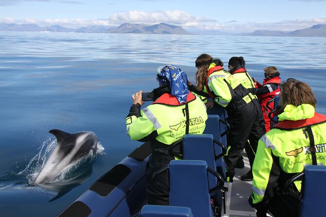 Speedboat Whale Watching Small-Group Tour in Reykjavik - Key Points