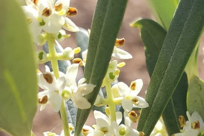 Visit to the oil mill with EVOO experiences in Cuenca - Who Should Consider This Tour?