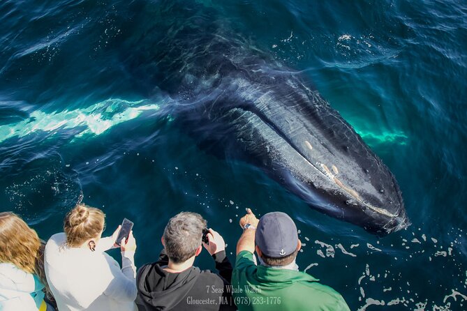Whale Watching Trips to Stellwagen Bank Marine Sanctuary. Guaranteed sightings! - The Itinerary and What You Can Expect