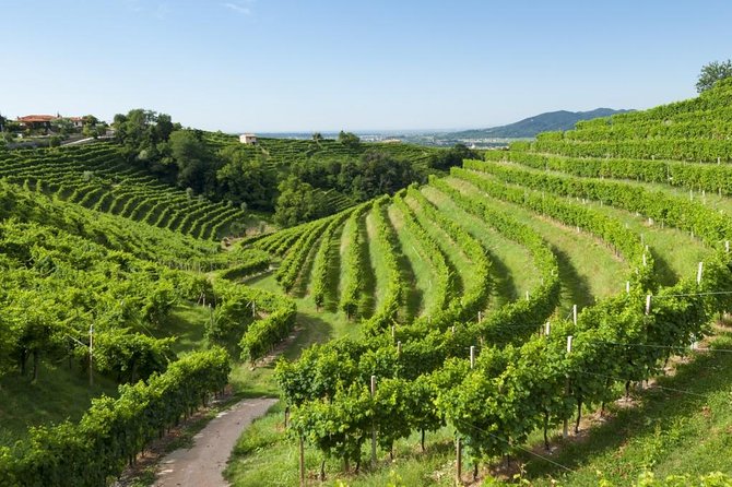 2 Guests Private Prosecco Road Tour All Inclusive from Conegliano