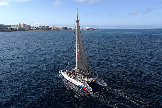 5 hrs. Watching and listening whales and dolphins visiting Los Gigantes - Who Will Love This Tour?