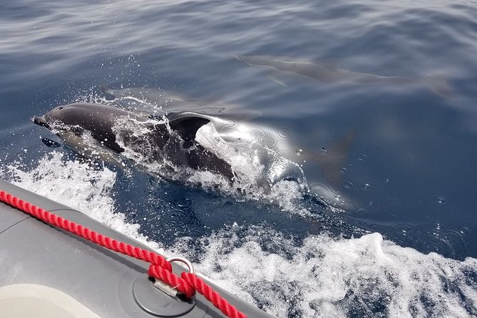 Albufeira: Dolphins and Caves Tour