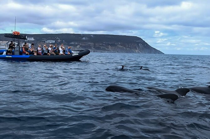 Dolphin Watching with Biologist in Arrábida Natural Park