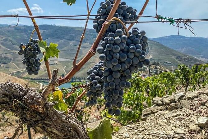 Douro Valley Small-Group Tour: 2 Wineries, Lunch, Optional Cruise - Discovering the Douro Valley: From Vineyards to Views