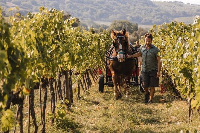 Exclusive Brunello di Montalcino tour from Florence - Final Thoughts: Worth the Investment for the Right Traveller