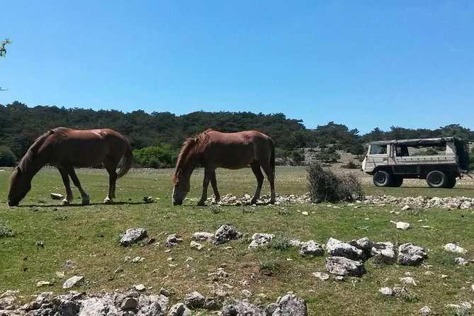 Feel and Taste island Brac with local experts - island adventure to remember