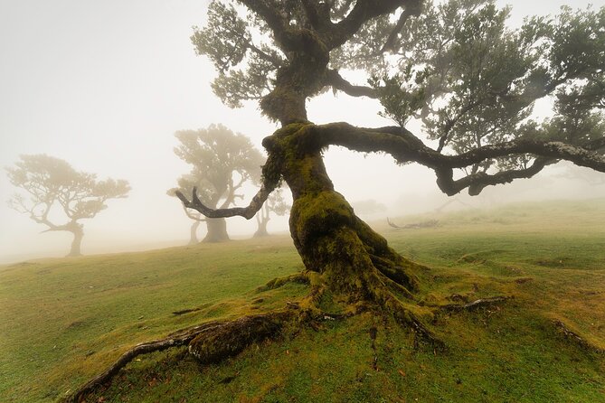 Full Day Tour to West Madeira Island - What Sets This Tour Apart