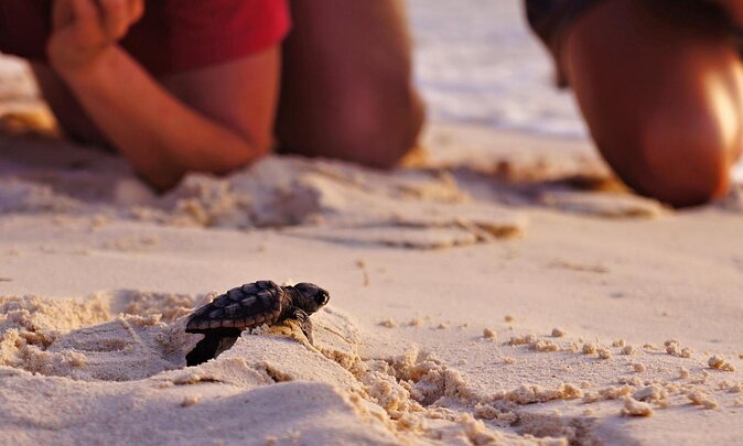 Full Day Turtle Beach Tour With Lake and Mud Baths From Marmaris