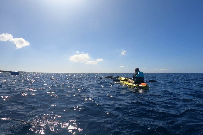 Guided Kayak Tour From Los Cristianos Beach Tenerife