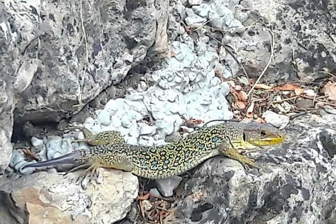 Guided tour in the Enchanted City - FAQ