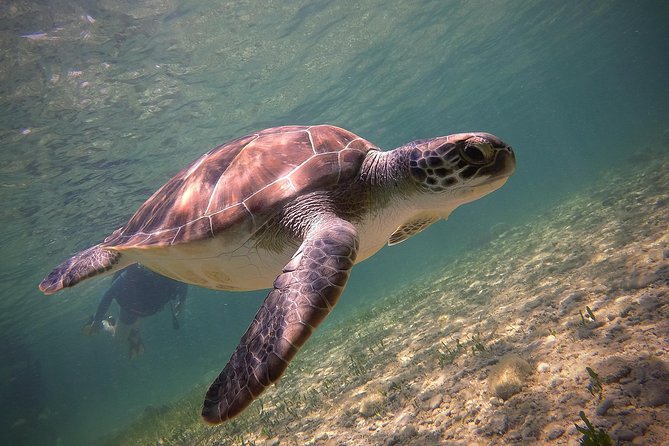 Half-Day Scuba Diving Tour - Discover Scuba Diving!