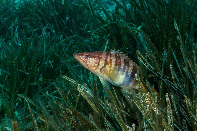 Mallorca: Discover Scuba Diving from the beach