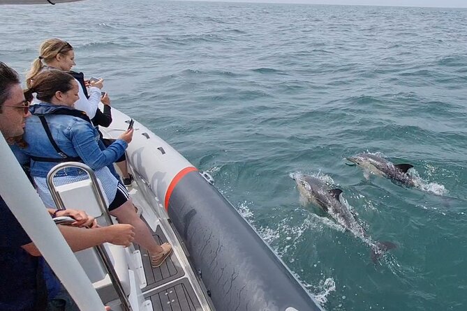 Meet the Lisbon Dolphins - Dolphin Watching in Lisbon - The Coastal Scenery and Additional Highlights