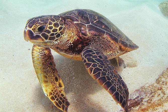 Oahu Circle Island: Snorkel with Turtles & Explore Turtle Beach - Frequently Asked Questions
