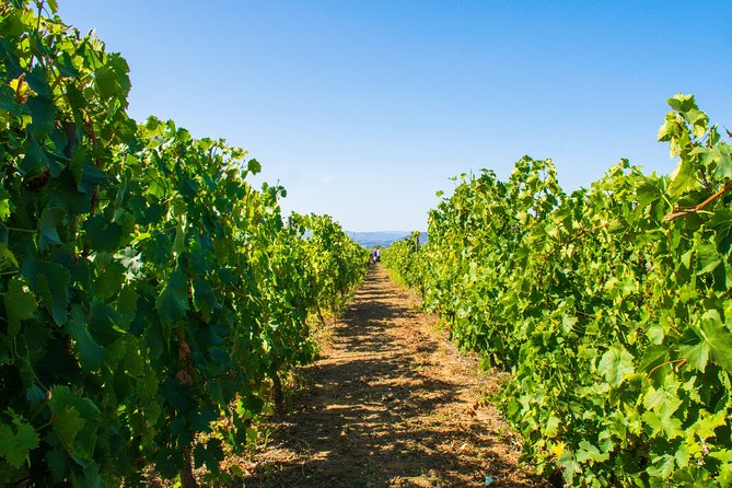 Premium Private Douro Tour: 3 Wineries with Tastings & Lunch - The Practical Side: Transportation, Group Size, and Booking