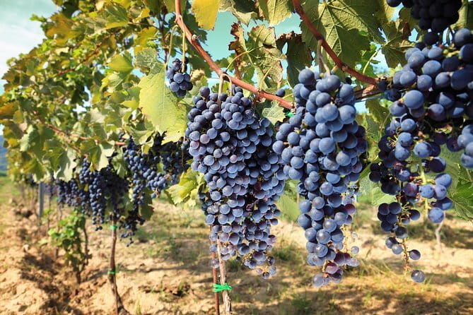 Private daytrip to Siena & Chianti wine country, with wine tasting from Florence - A Scenic Drive Through Iconic Tuscan Landscapes