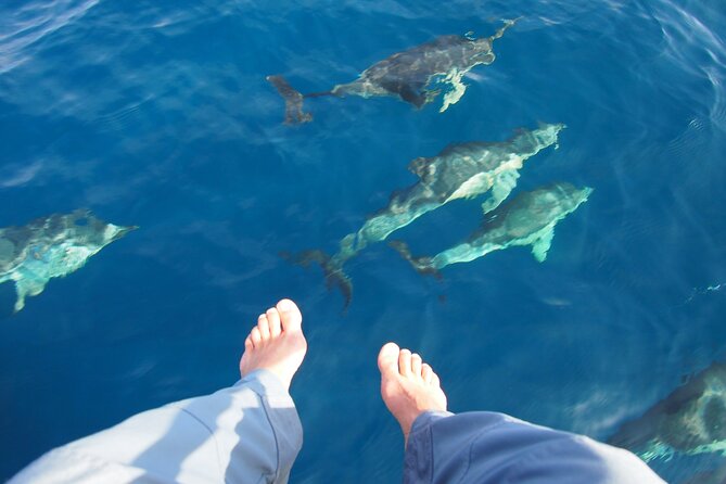 Private Sailing - dolphin Experience from Estepona - drink & food