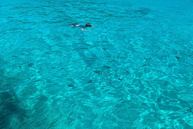 Reef Safari - Snorkeling, Fish Feeding & Lunch (Shared Day Trip) - What’s Included and Whats Not