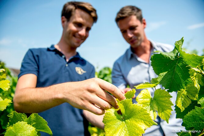 Reims afternoon tour Champagne and family growers