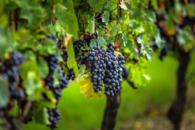 Saint Emilion Half-Day Trip with Wine Tasting & Winery Visit from Bordeaux