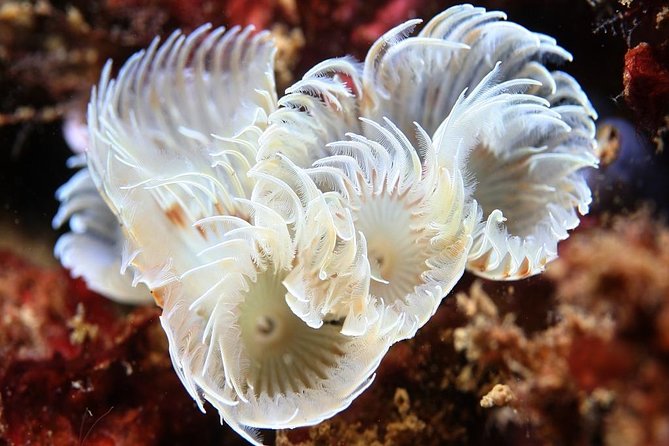 Scuba Diving Albufeira-Double Dive Trip - Why This Tour Offers Good Value