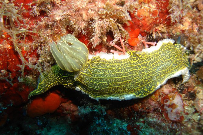 Snorkeling tour coast to coast Taormina & Isola Bella