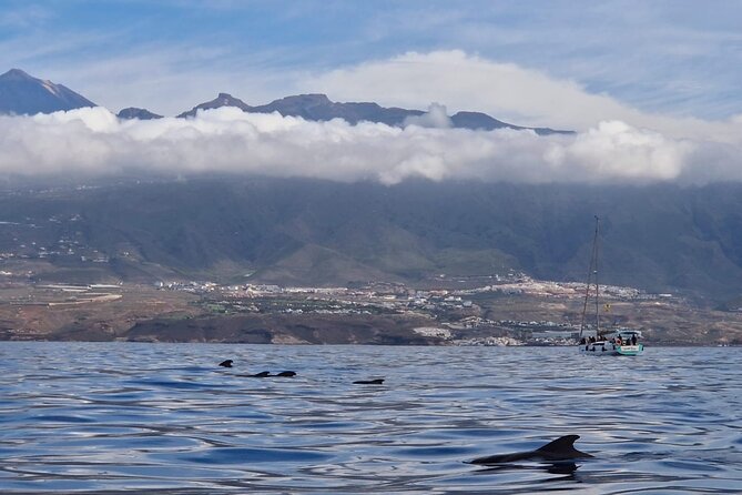Tenerife Whale Watching and Snorkeling Yacht Trip