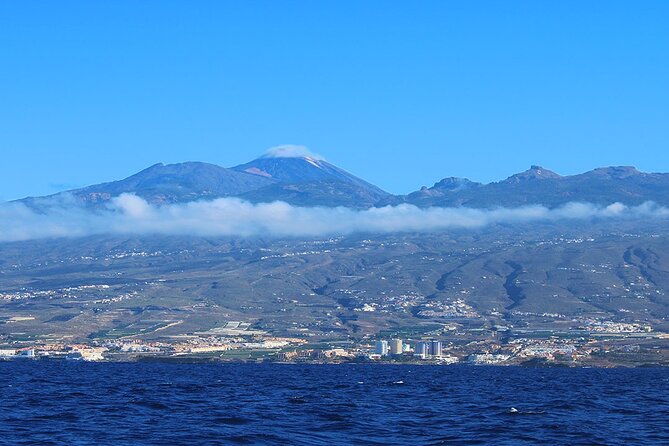 Tenerife Whales and Dolphins Watching Experience in Catamaran