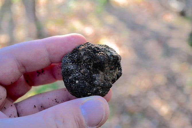 Truffle Hunting Experience with Lunch in San Miniato