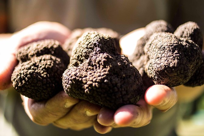 Truffle hunting near Rome - An In-Depth Look at What to Expect