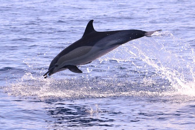 Whale and Dolphin Watching in Calheta, Madeira Island - The Value of the Experience