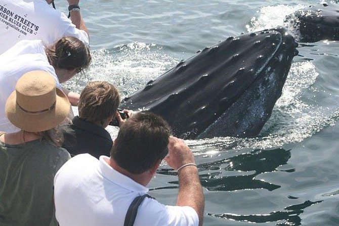 Whale Watching Tour in Gloucester - The Itinerary and the Experience
