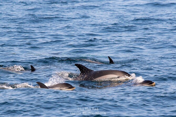 Whale Watching Trips to Stellwagen Bank Marine Sanctuary. Guaranteed sightings! - The Boat and Facilities