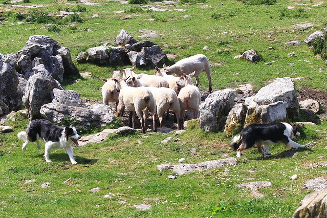 10-Day Ultimate Small-Group Tour of Ireland from Dublin - Frequently Asked Questions