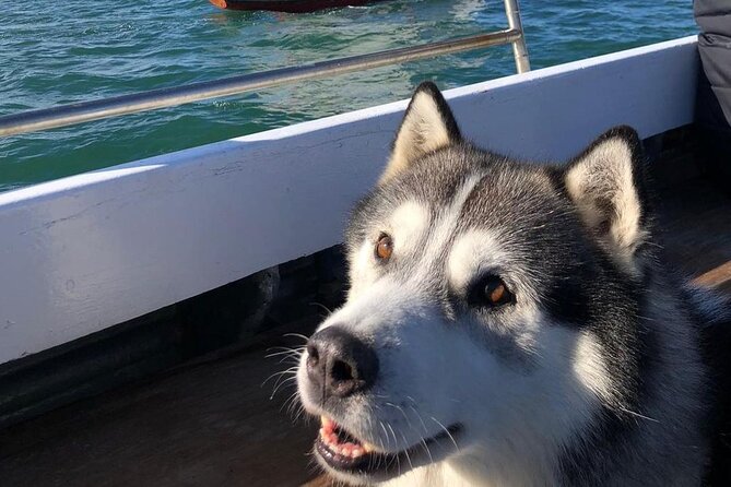 Howth Cliff Cruises - The Balance of Value and Experience