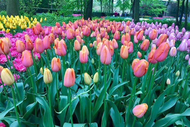 Keukenhof's Tulips and Windmills Small-Group Tour from Amsterdam - Who Is This Tour Best For?
