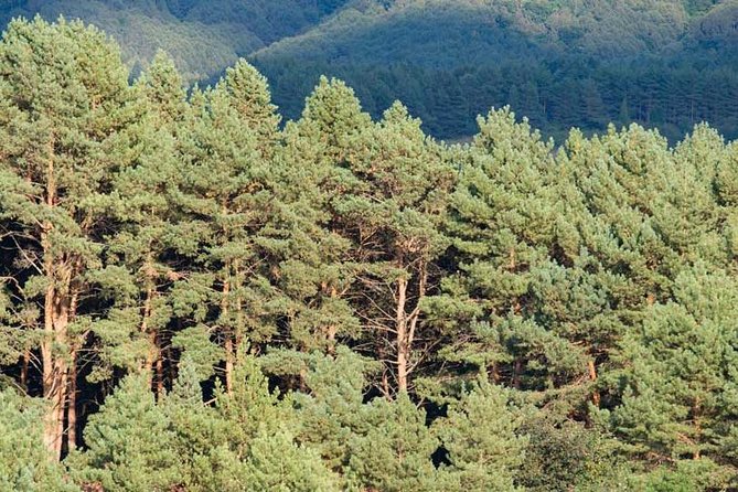 Mt. Teide and Masca Valley Tour in Tenerife - FAQs