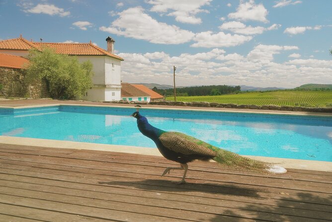 Private Douro Valley Tour with Lunch & Wines - Frequently Asked Questions