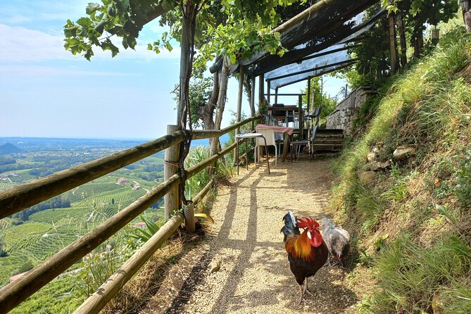 Prosecco hills wine and food tour from Venice and Treviso - Practicalities and Considerations