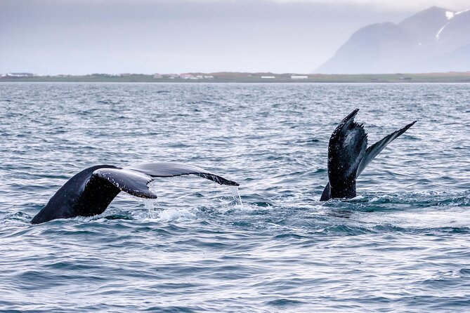 Speedboat Whale Watching Small-Group Tour in Reykjavik - The Value and Cost